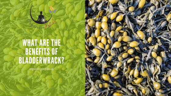 What Are the Benefits of Bladderwrack? • Organic Relief
